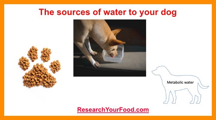 The major sources of water to your dog | Research Your Food