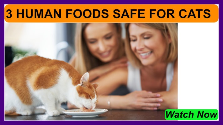 Top 3 Human Foods that are actually GOOD for Cats! | Research Your Food